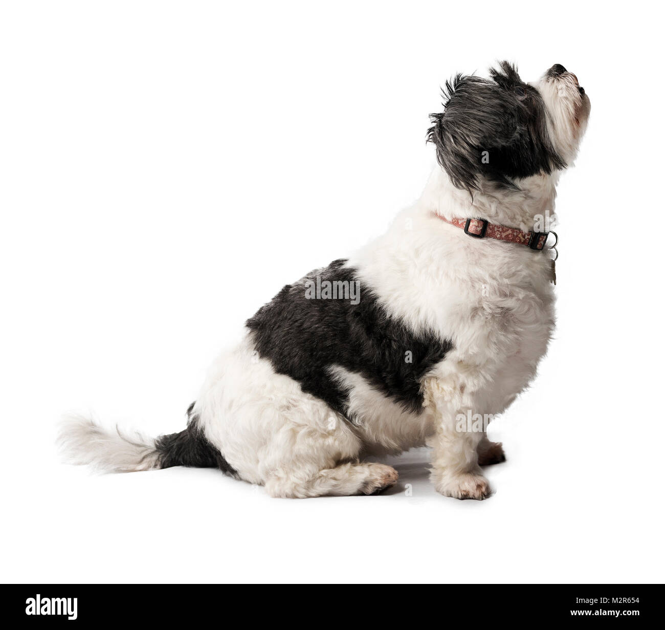 Cute, adorable and cuddly black or grey and white Lhasa Apso dog ...