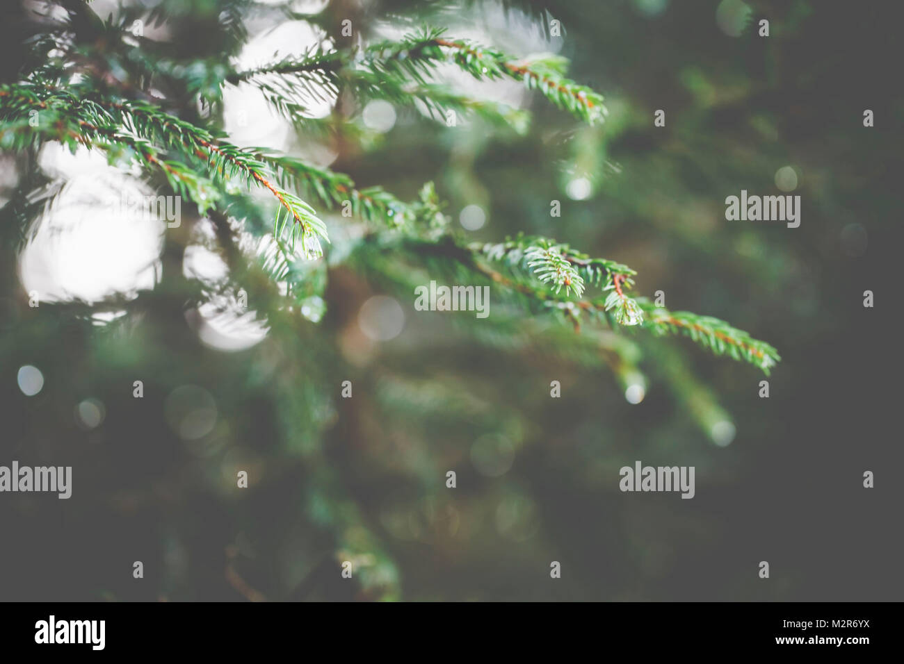 Close up green fir branches hi-res stock photography and images - Alamy