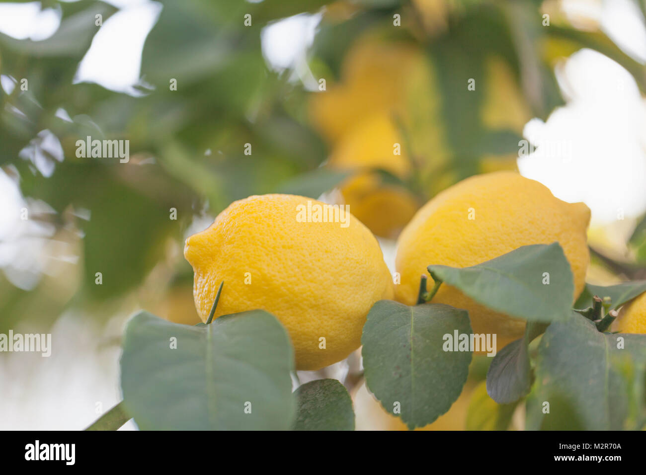 Juicy, yellow lemons in the tree, shortly before harvest Stock Photo ...