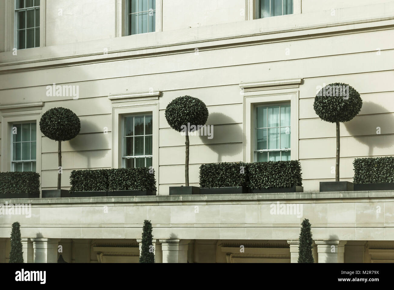 box balls in front of a house facade in London, Buxus sempervirens ...