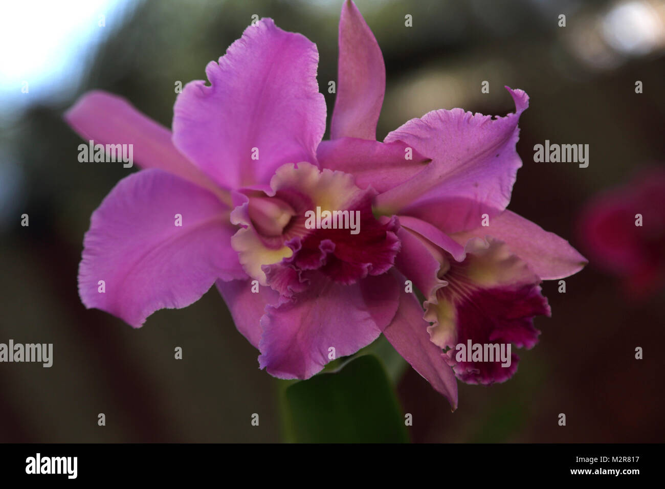 Peradeniya Kandy Central Province Sri Lanka Peradeniya Royal Botanic ...
