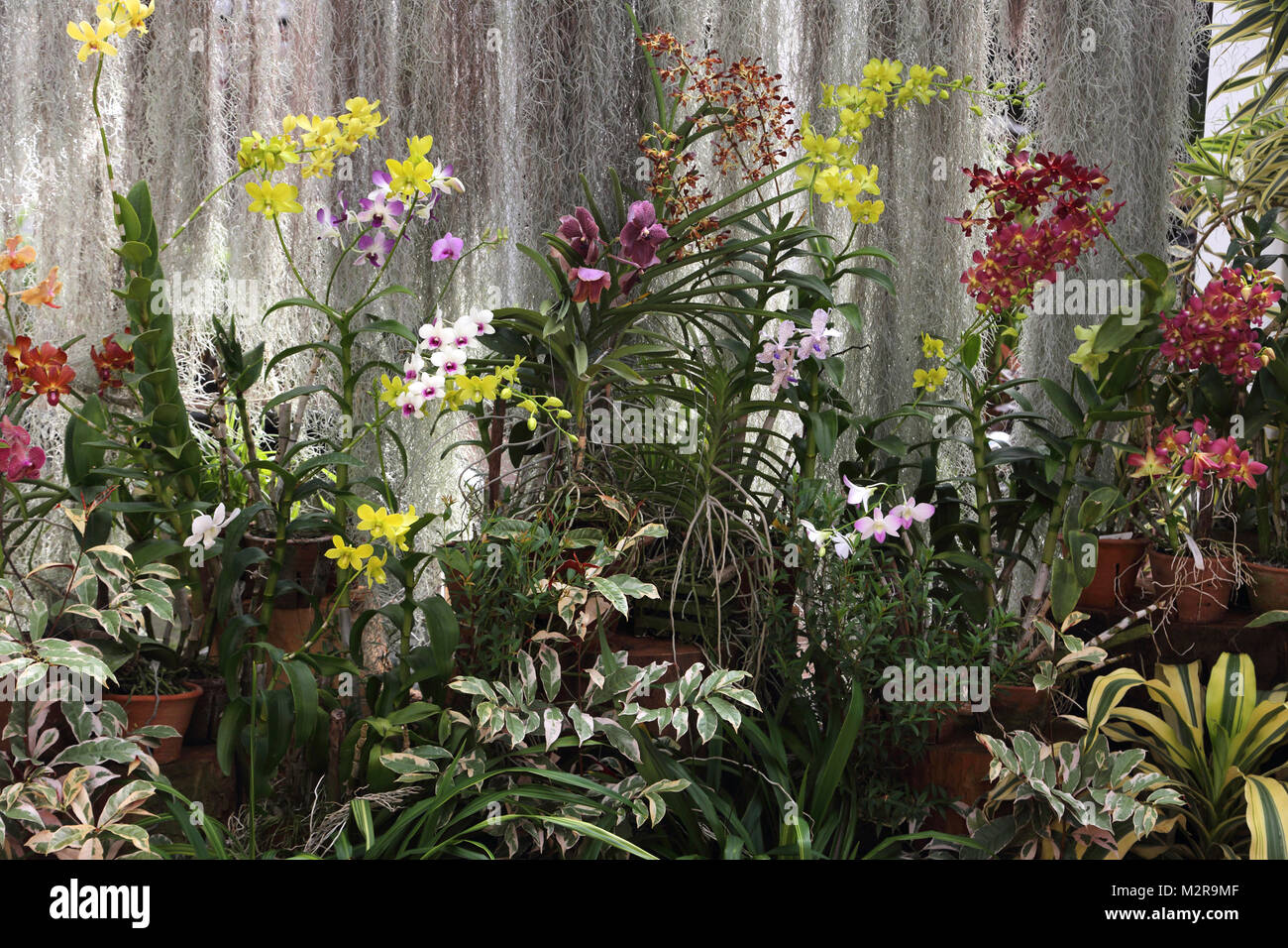 Peradeniya Botanical Garden Orchid