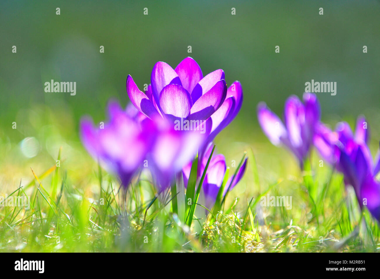 Crocus meadow, crocus Stock Photo - Alamy