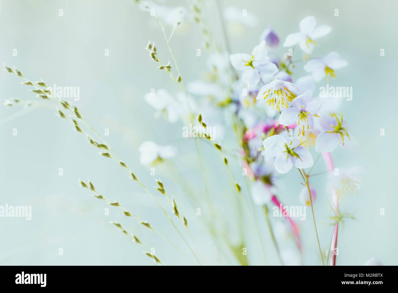 small blossoms, close-up - pastel colours, soft and romantical Stock ...