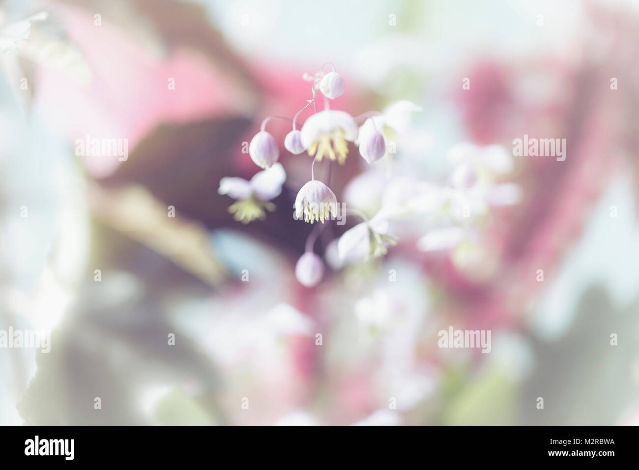 small blossoms, close-up - pastel colours, soft and romantical Stock ...