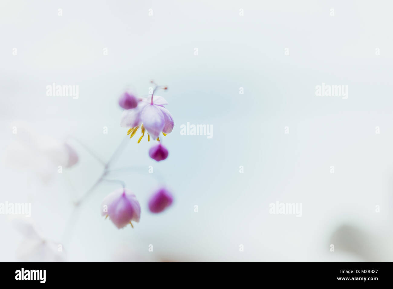 small blossoms, close-up - pastel colours, soft and romantical Stock ...