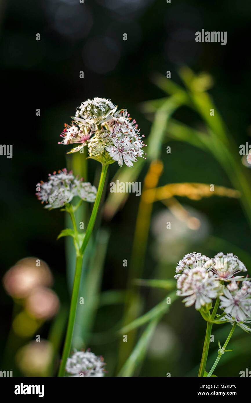 great masterwort, Astrantia major, a shrub in half-shady position and ...