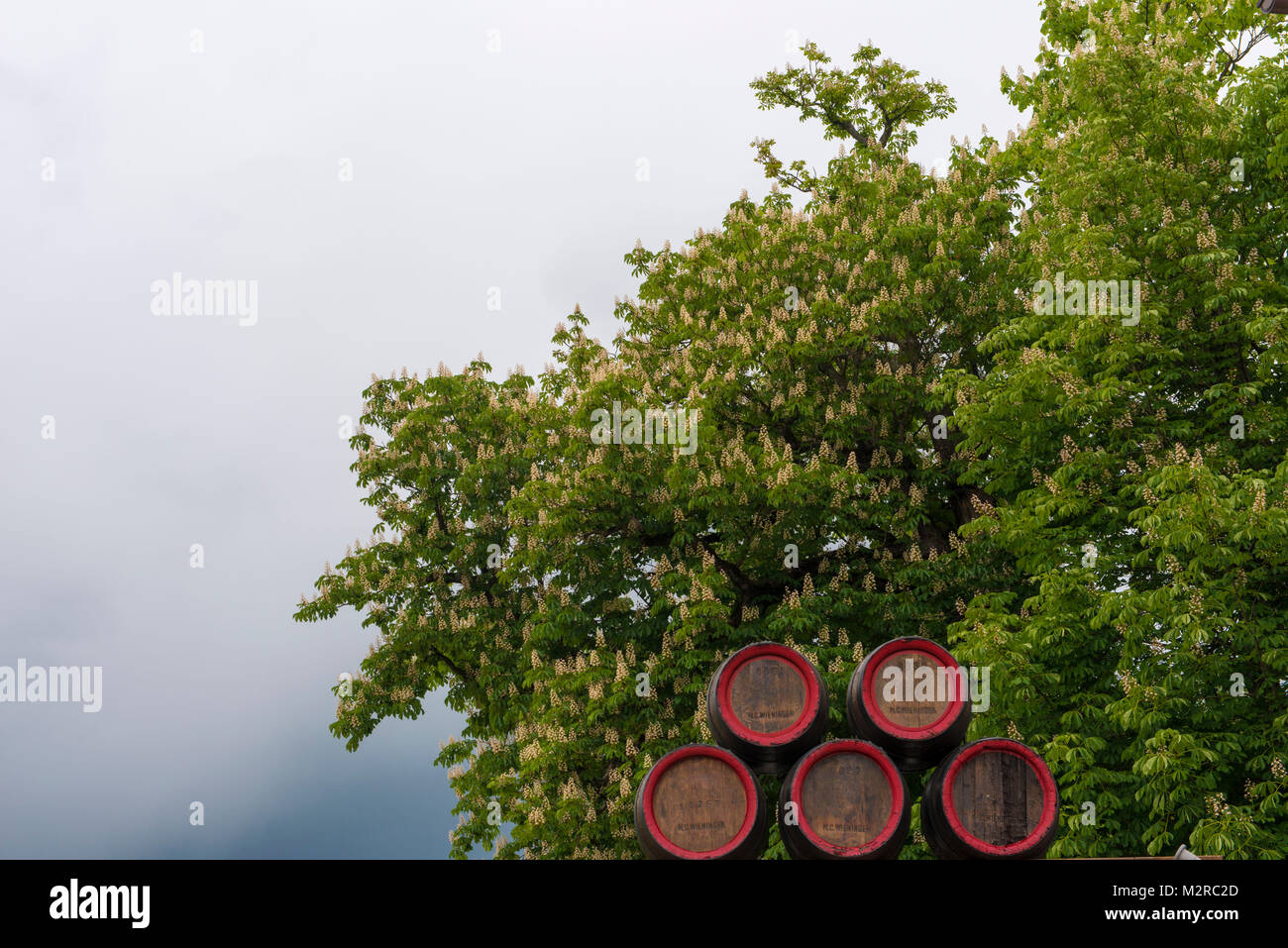 Beer garden, chestnut tree and beer barrels Stock Photo - Alamy