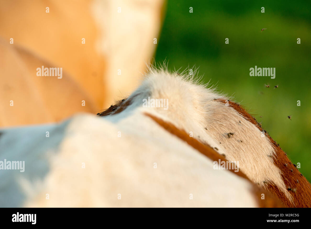 Cow flies hi-res stock photography and images - Alamy