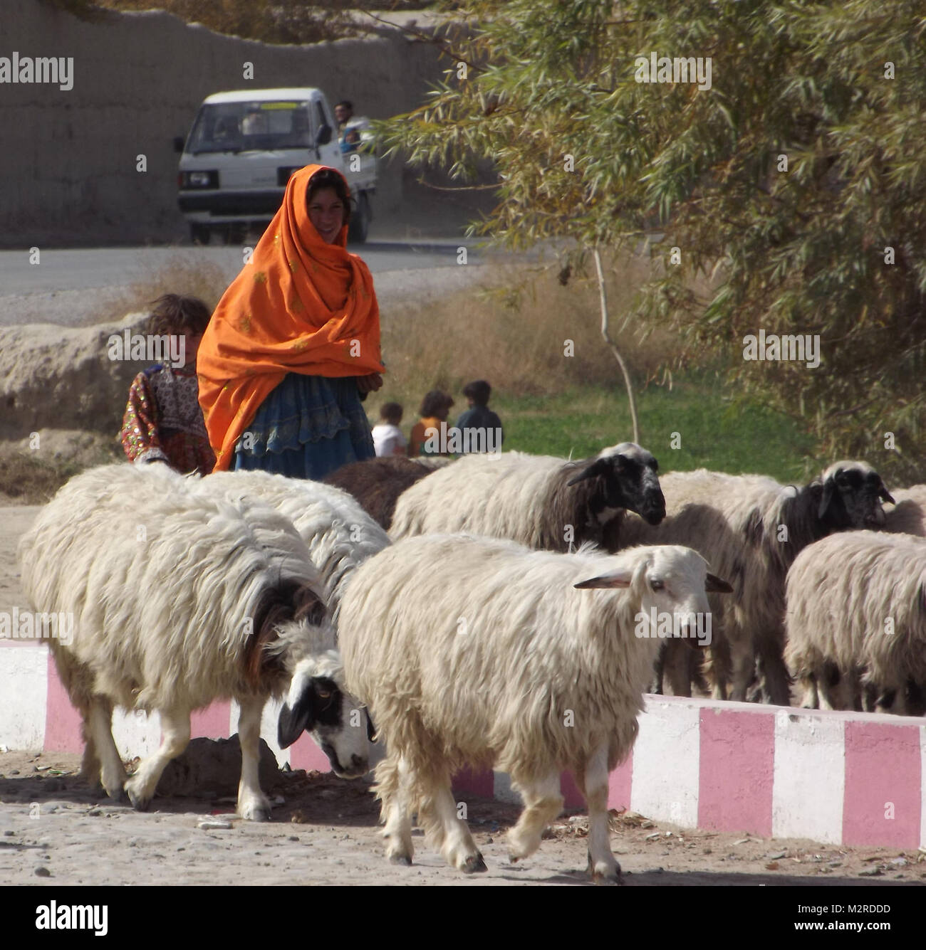 Two Afghan children help their family transport a herd of animals ...