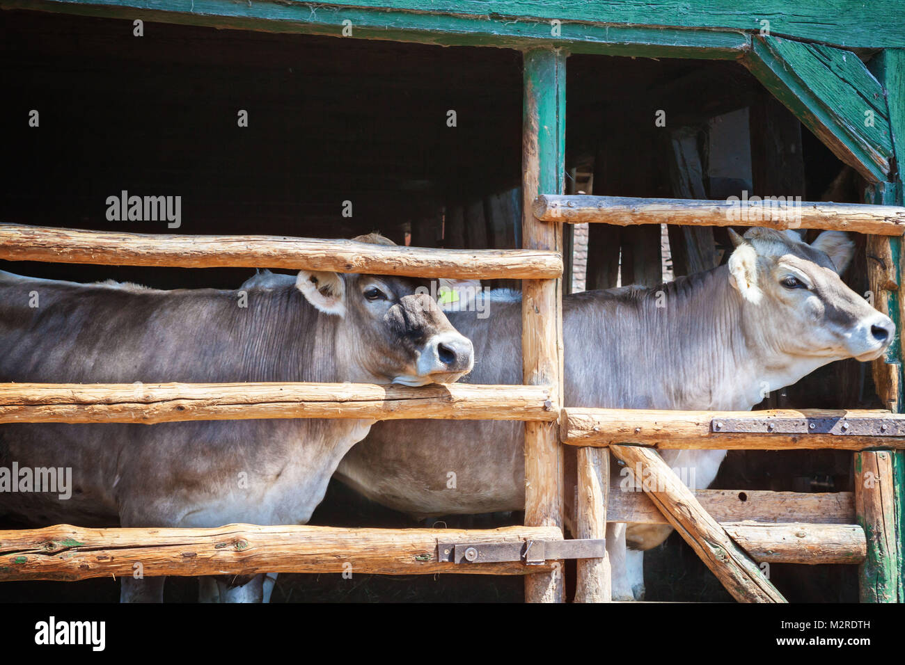 Cows in a shed Stock Photo - Alamy