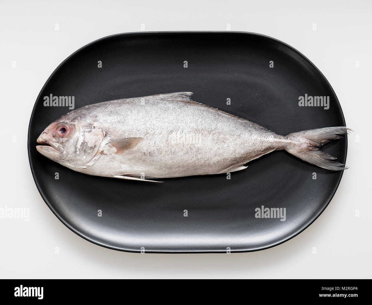 Black kingfish hi-res stock photography and images - Alamy