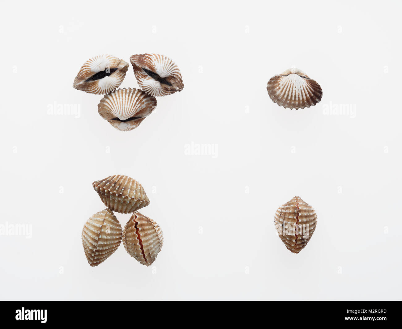 Mix view of raw cockle, ark shell, isolated on white background Stock ...