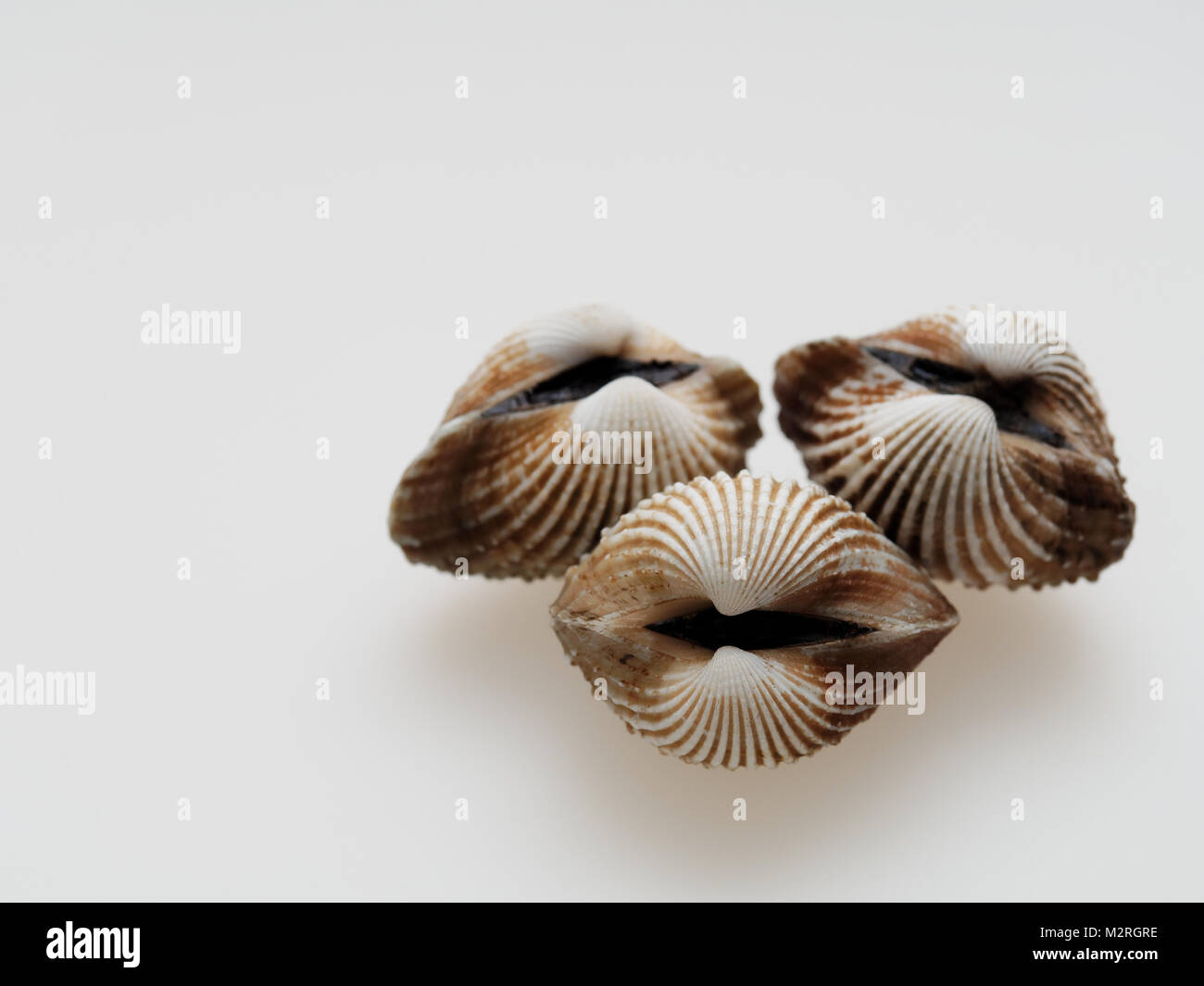 A group of raw cockle, ark shell, shot high angle view isolated on ...