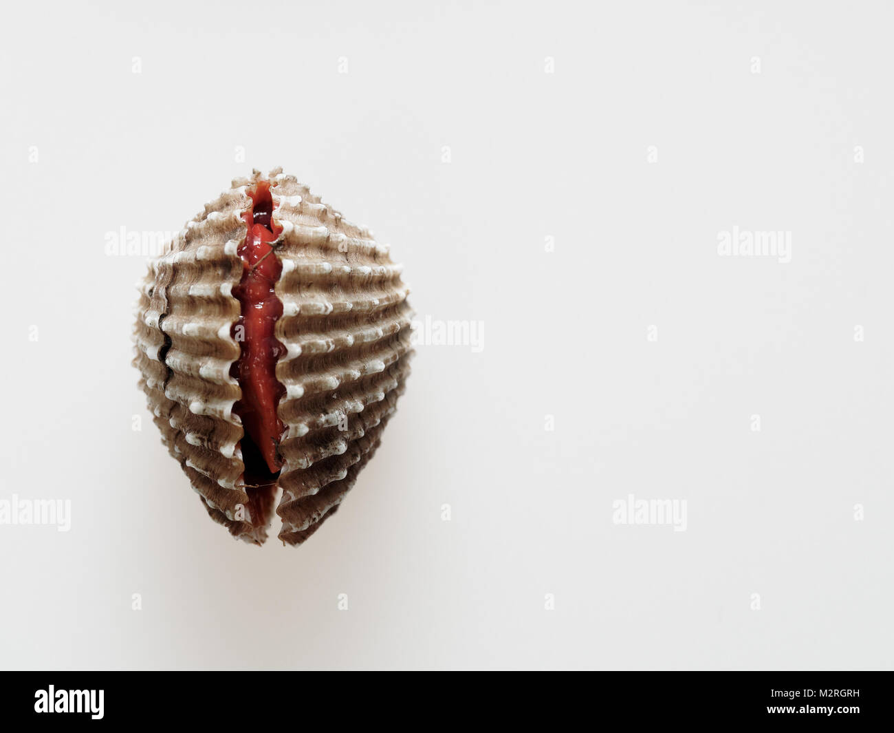 Raw cockle, ark shell, shot high angle view isolated on white ...