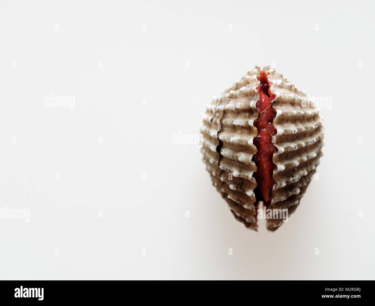 Raw cockle, ark shell, shot high angle view isolated on white ...