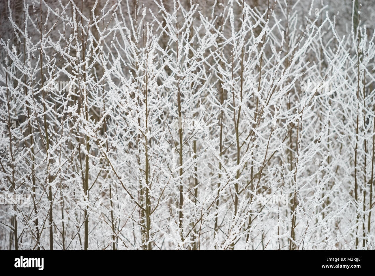 Bush branches covered with fresh fluffy snow, winter background Stock ...