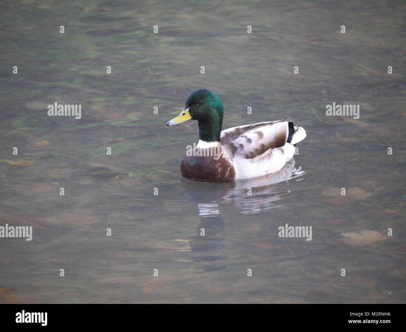 Male Mallard (drake) at Hubbards Hills Stock Photo - Alamy