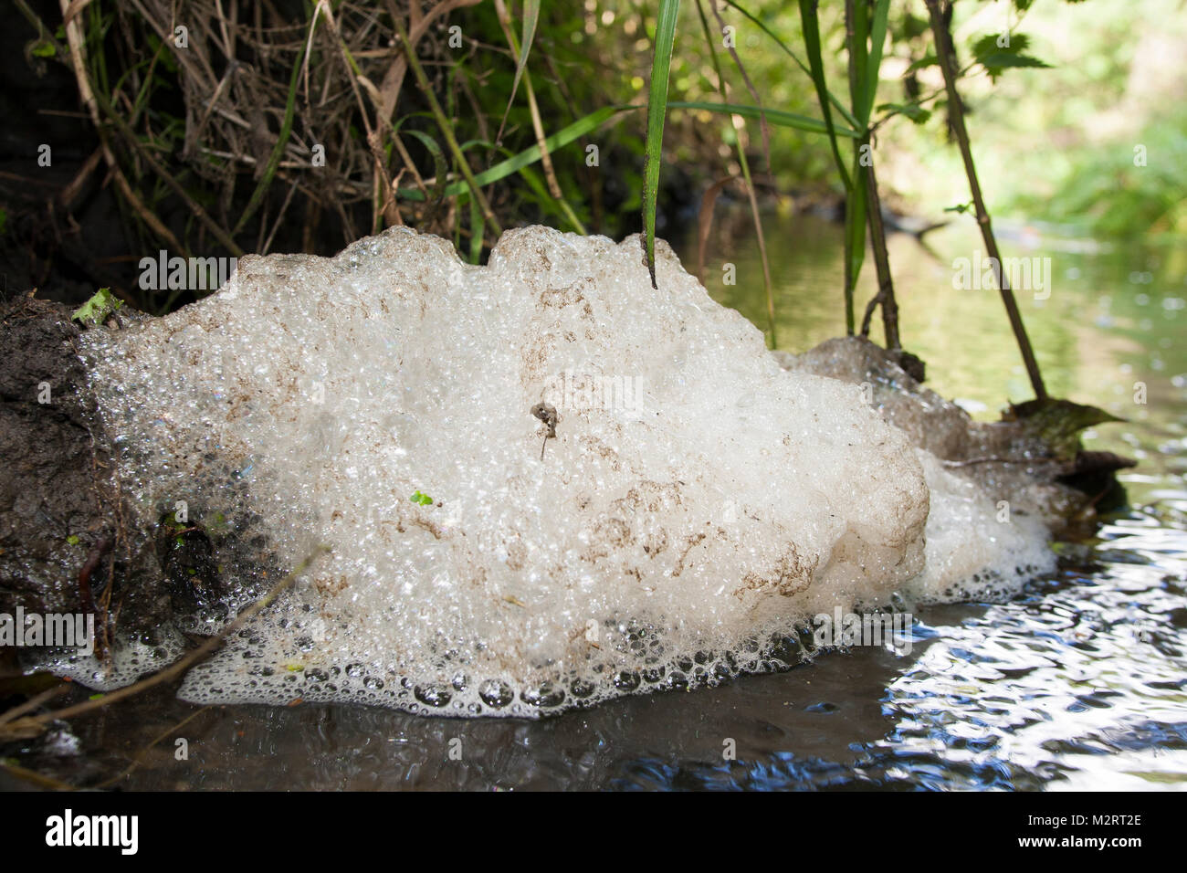 Scum hi-res stock photography and images - Alamy