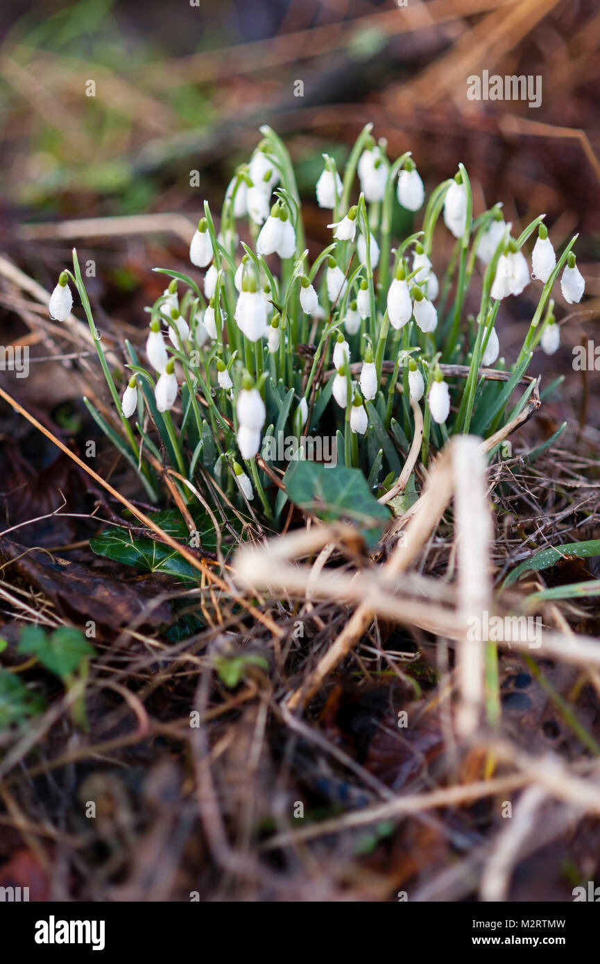 Snowdrops in full bloom in a woodland near Edinburgh Stock Photo - Alamy