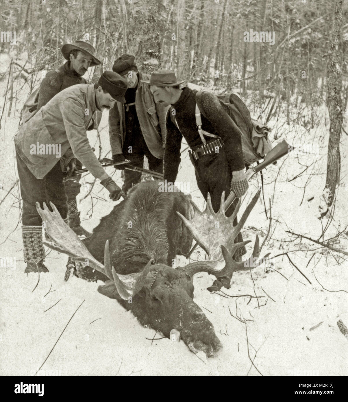 Moose winter maine snow hi-res stock photography and images - Alamy