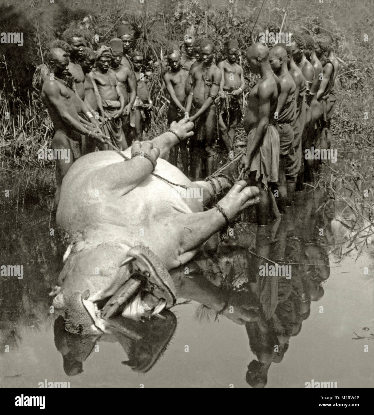 Hippopotamus Hunt Stock Photos & Hippopotamus Hunt Stock Images - Alamy