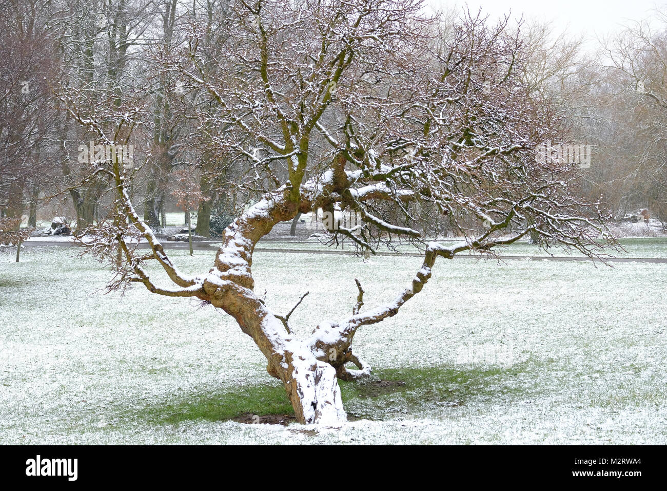 Curly tree hi-res stock photography and images - Alamy