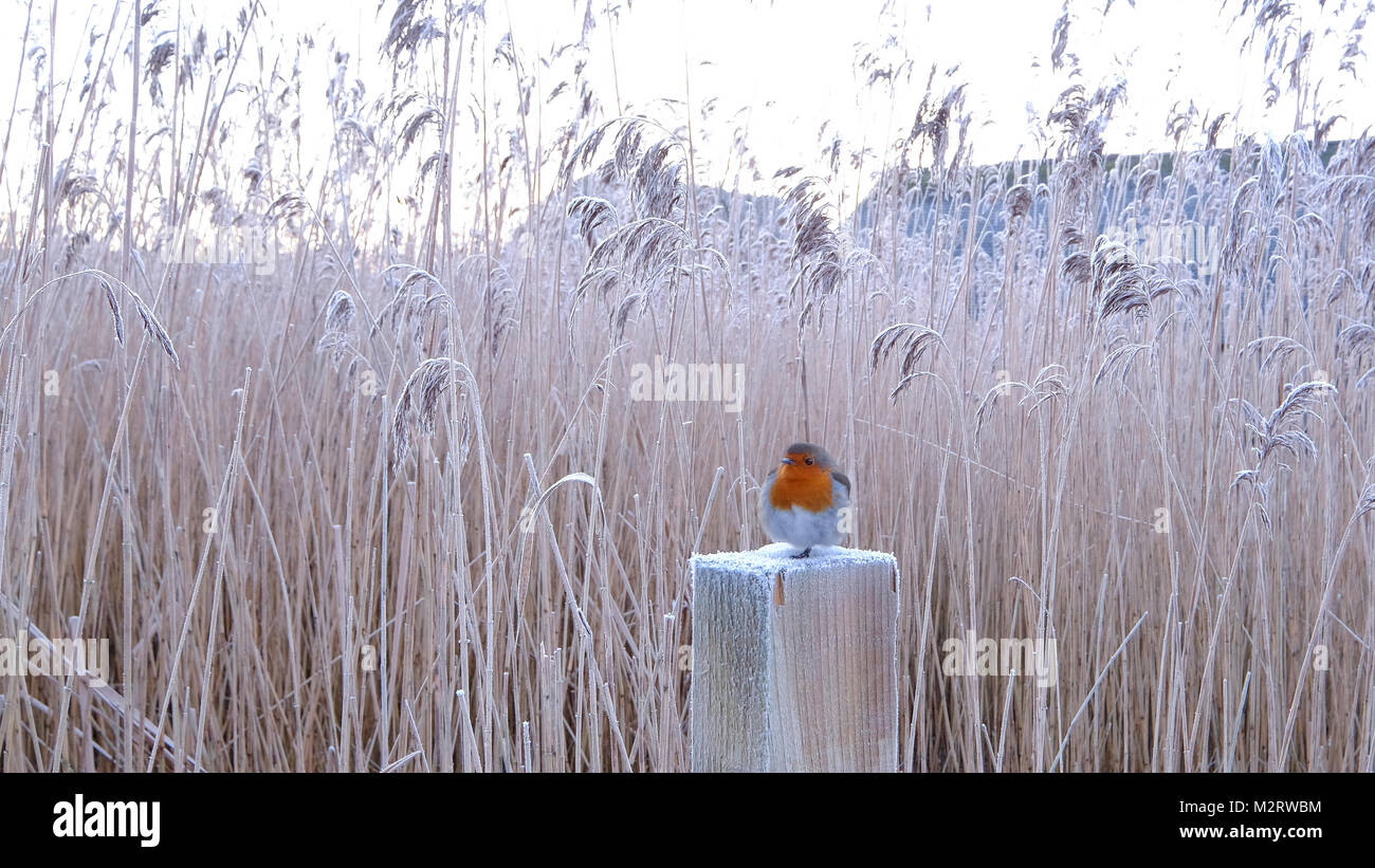 Robin frosty morning hi-res stock photography and images - Alamy