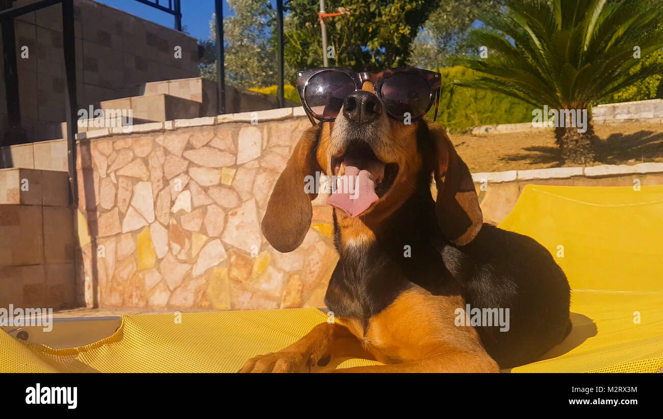 Close portrait of a hunt dog wearing sunglasses sitting on a chaise ...