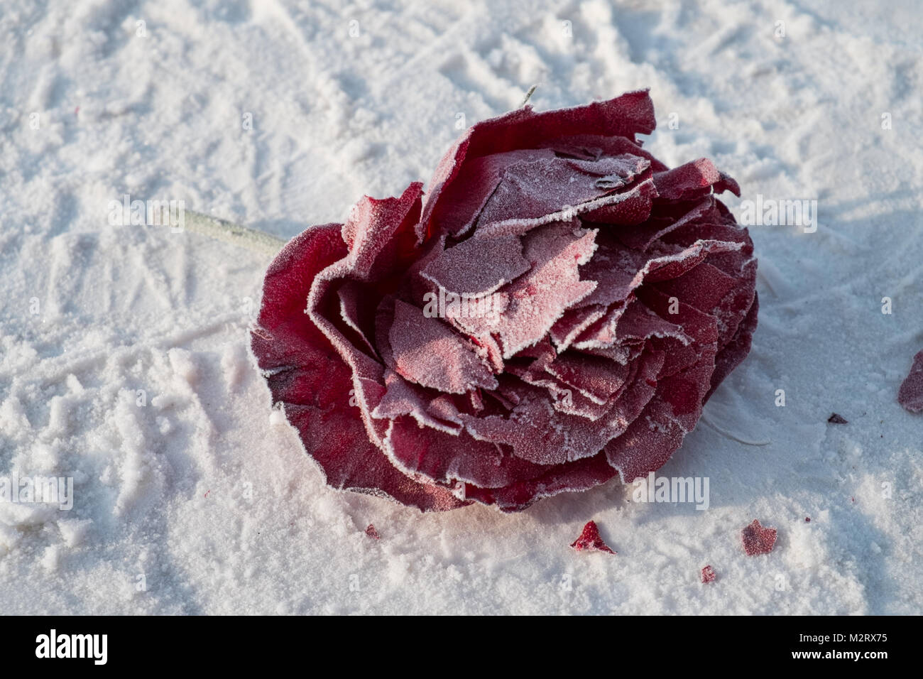 Frozen rose hi-res stock photography and images - Alamy