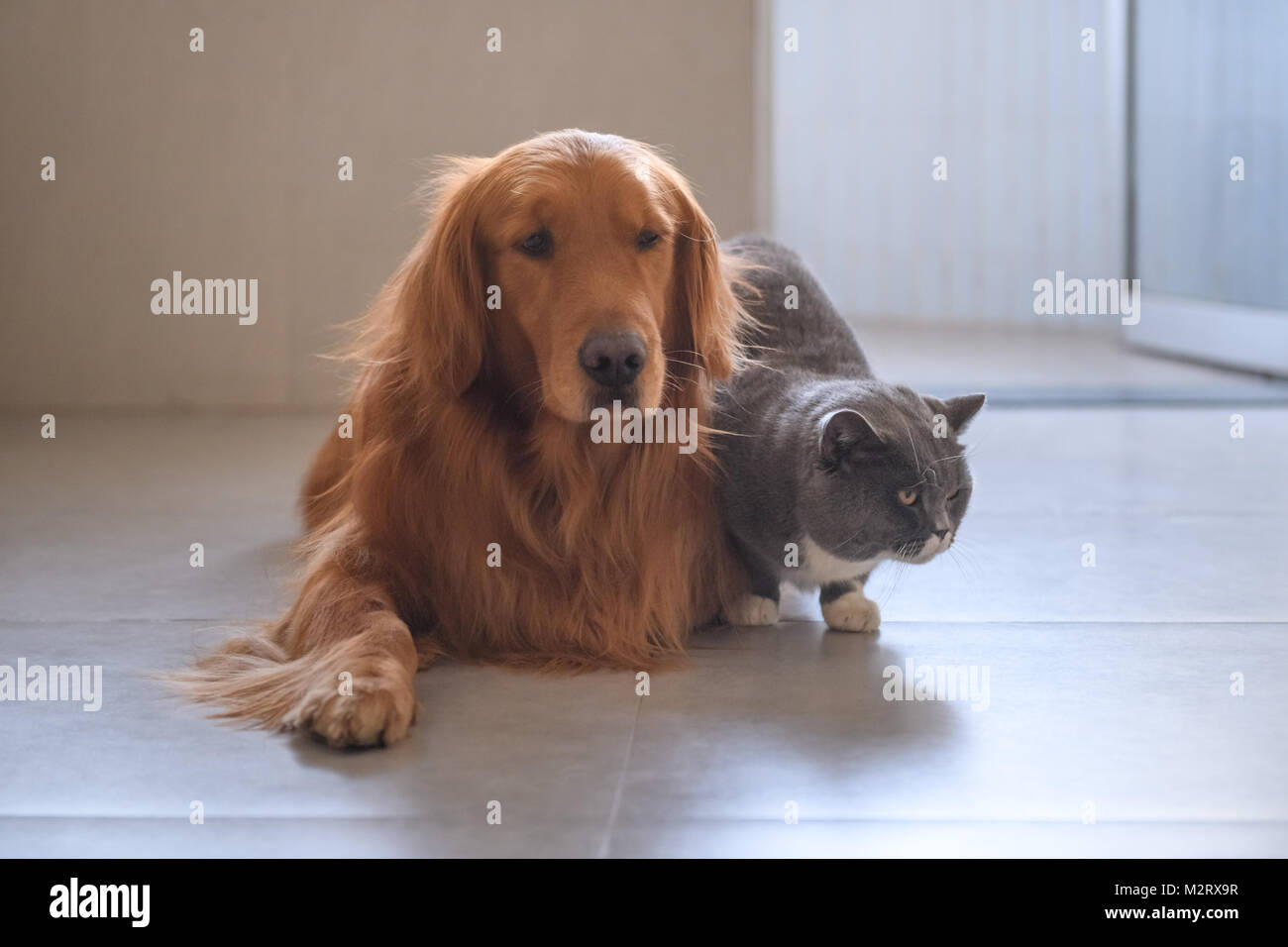 Golden Retriever and Cat Stock Photo - Alamy