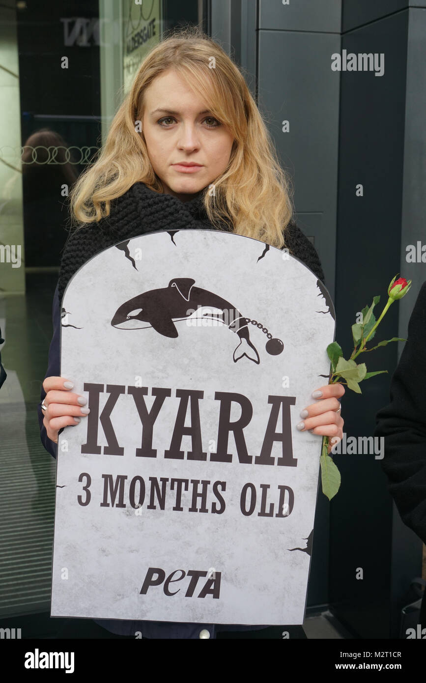 Seaworld orcas hi-res stock photography and images - Alamy