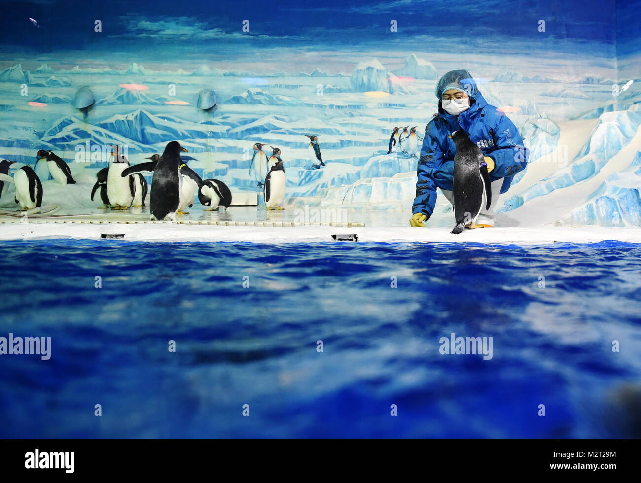 Harbin, China. 8th Febraury, 208. Penguin "Baobao" gets close to feeder ...