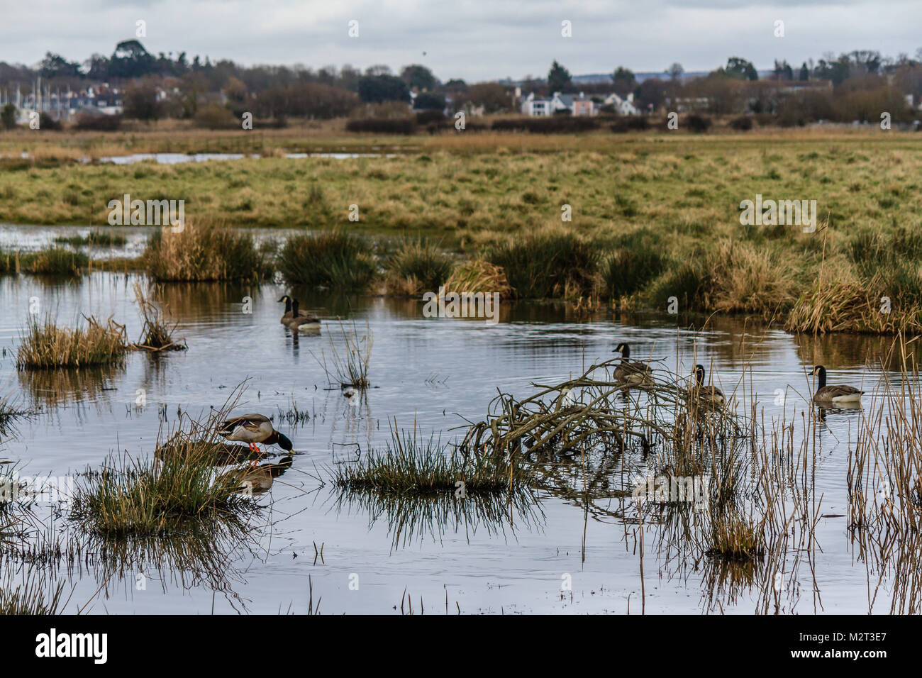 Exe estuary birds hi-res stock photography and images - Alamy