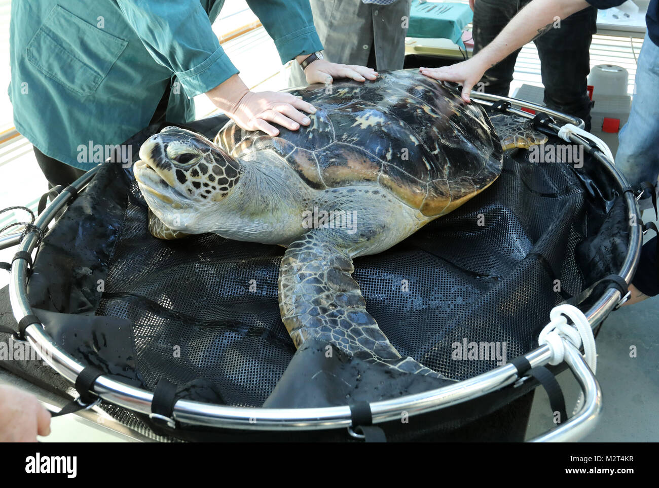 Ultrasound scanners hi-res stock photography and images - Alamy