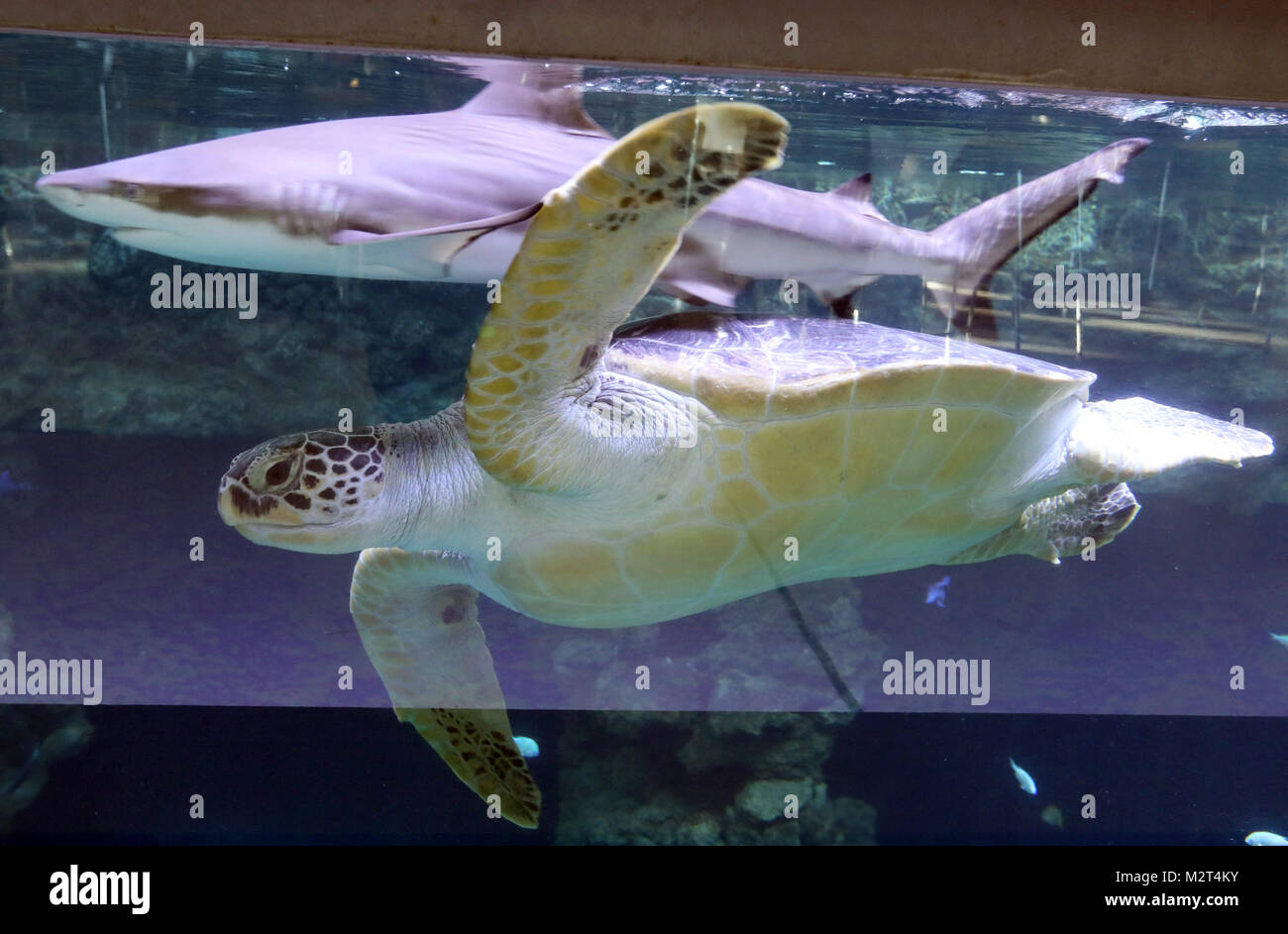 Stralsund, Germany. 8th Feb, 2018. One of the two green turtles swims ...