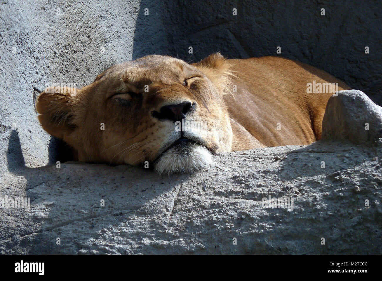 Raubkatze hi-res stock photography and images - Alamy