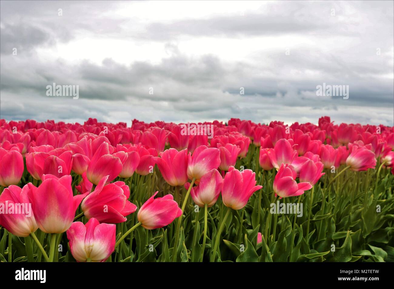 colorful tulips flower field Stock Photo - Alamy