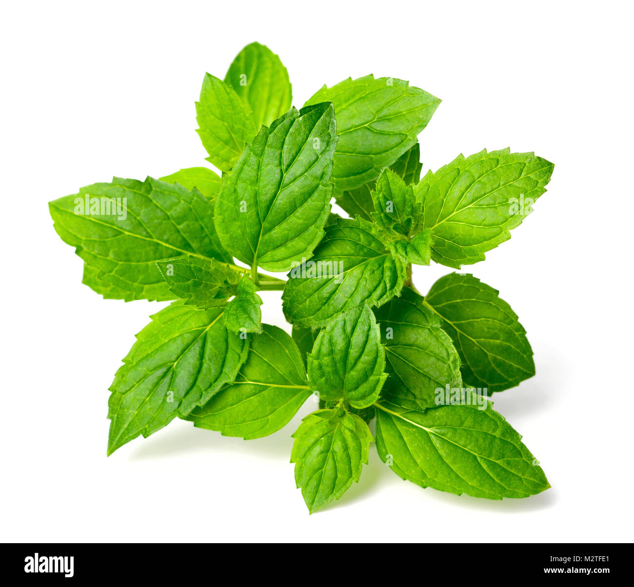 fresh peppermint isolated on the white background Stock Photo - Alamy