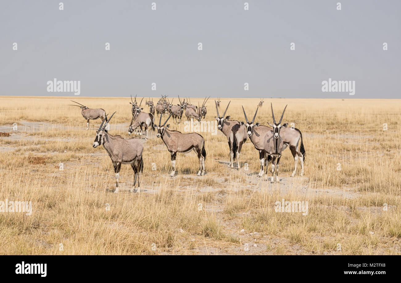 Gemsbok antelope in the Namibian savanna Stock Photo - Alamy