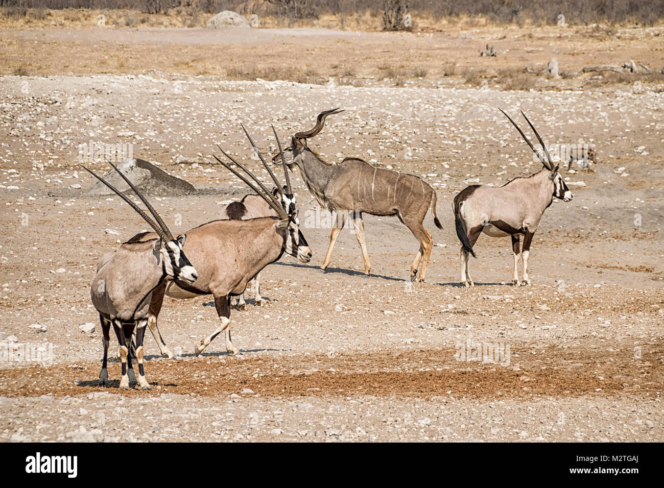 Gemsbok antelope in the Namibian savanna Stock Photo - Alamy