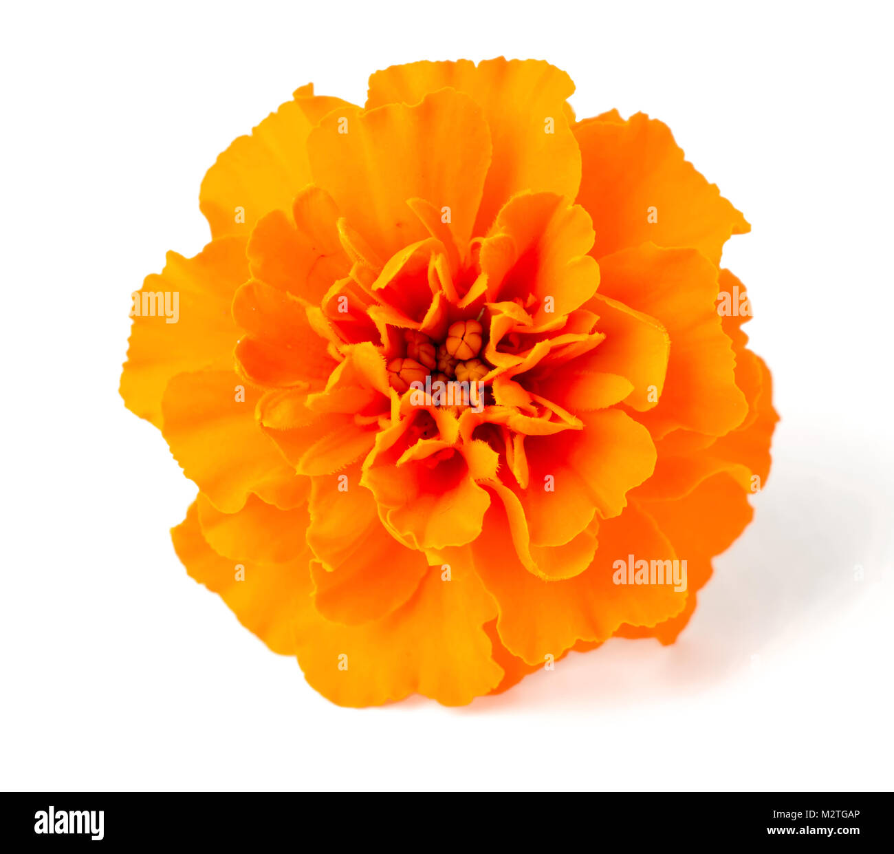 Marigold background hi-res stock photography and images - Alamy
