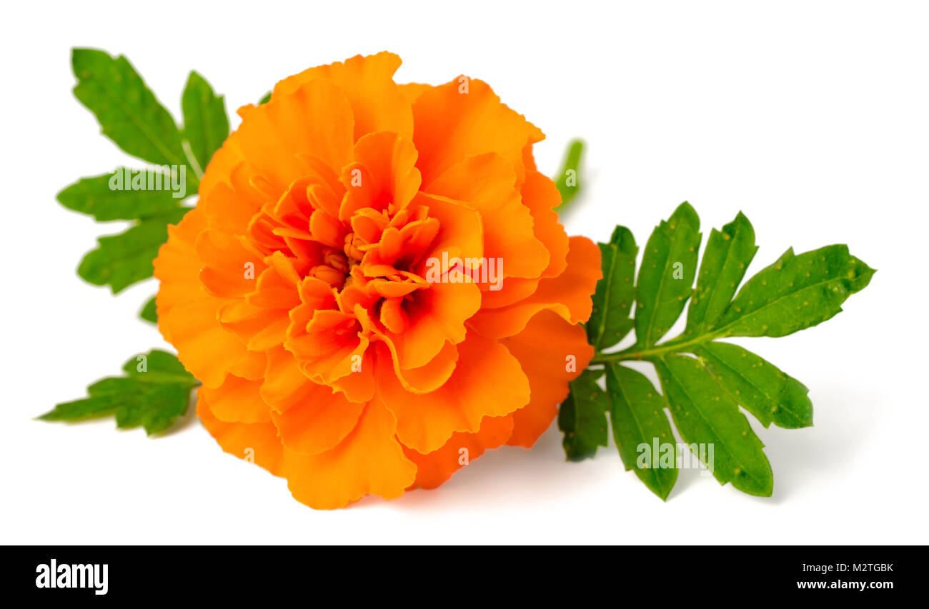 Marigold Flower Wallpaper Desktop