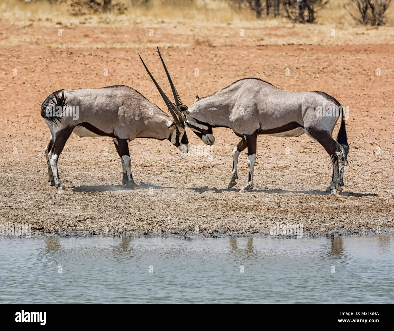 Gemsbok antelope sparring in the Namibian savanna Stock Photo - Alamy