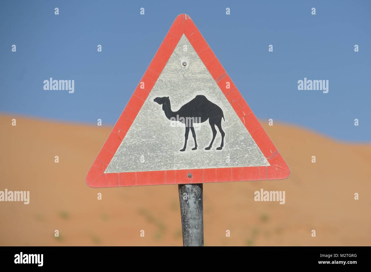 A camel warning road sign at Wahiba Sands desert near Al Mintarib, Oman ...