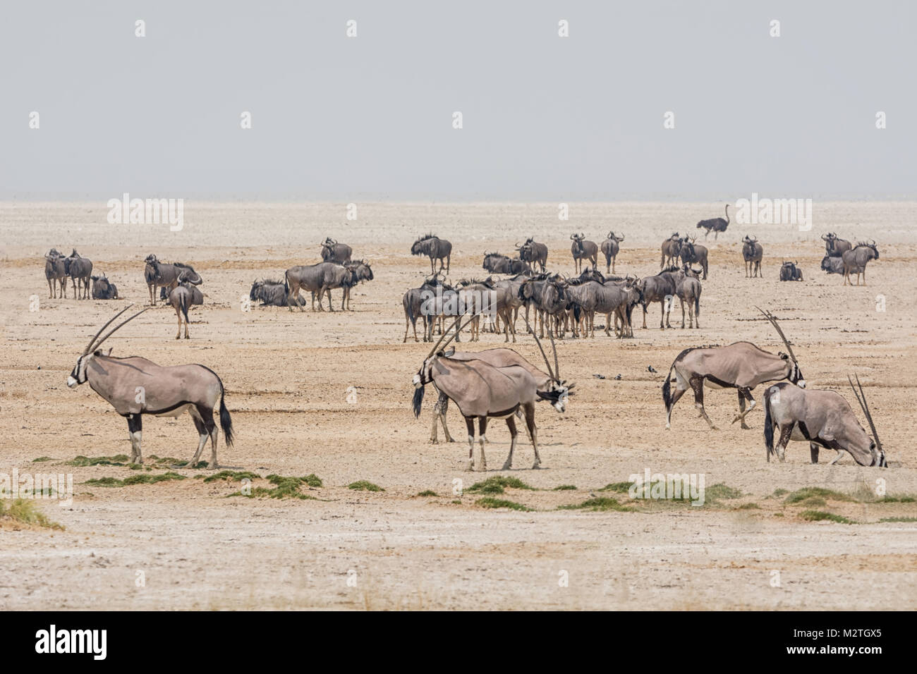 Gemsbok antelope in the Namibian savanna Stock Photo - Alamy
