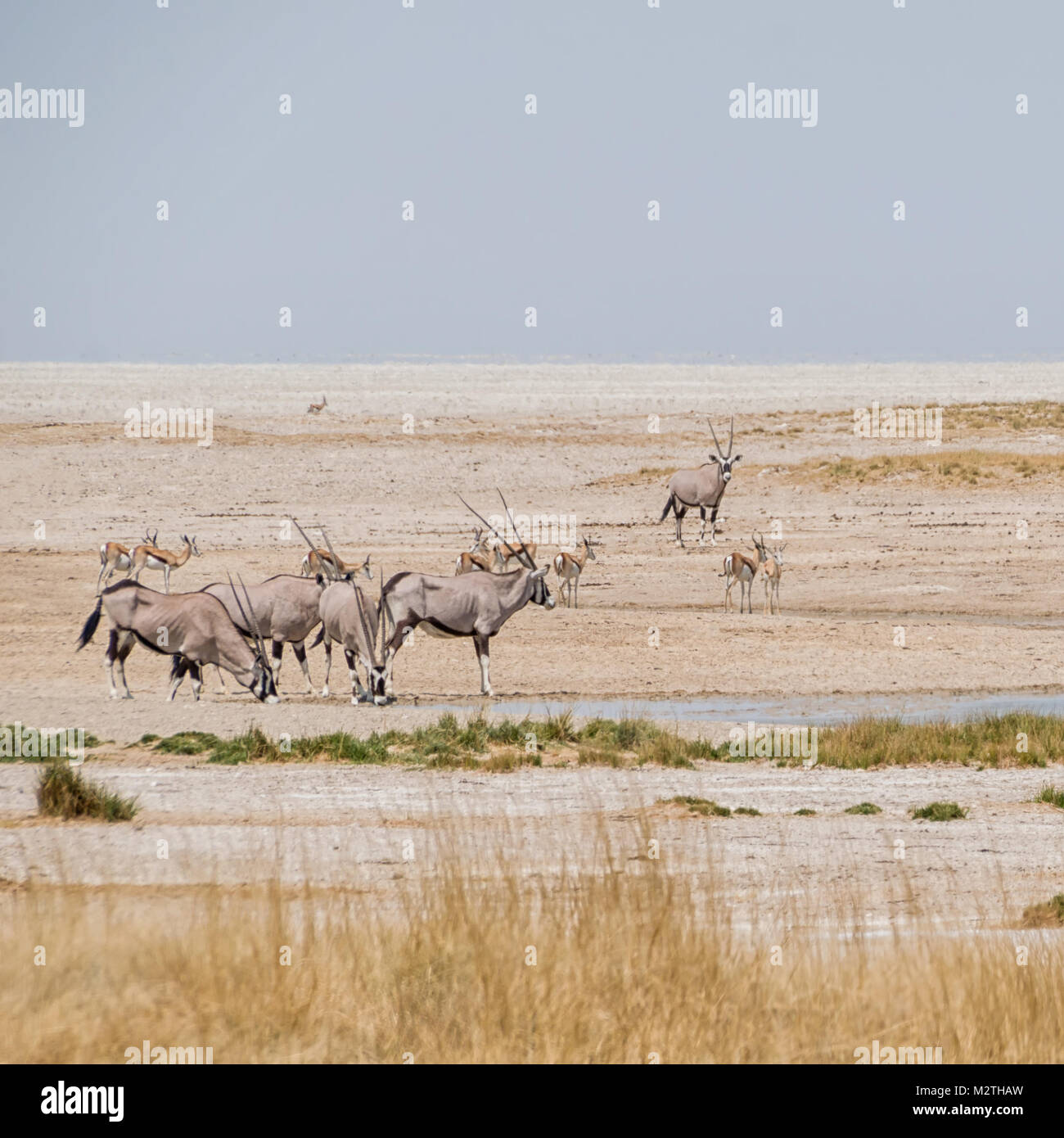 Namibian desert africa gemsbok hi-res stock photography and images - Alamy