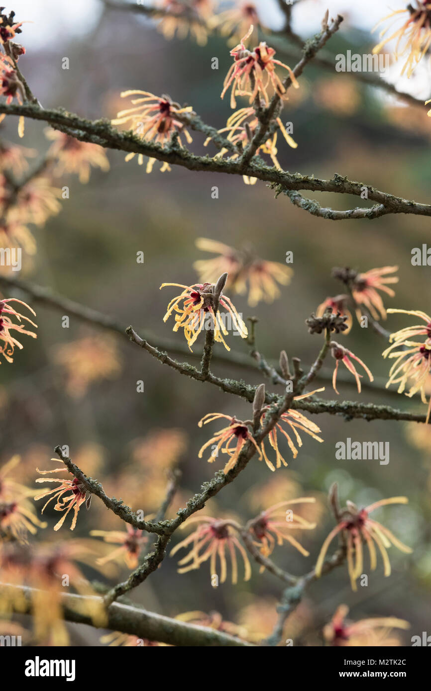 Aurora with trees hi-res stock photography and images - Alamy