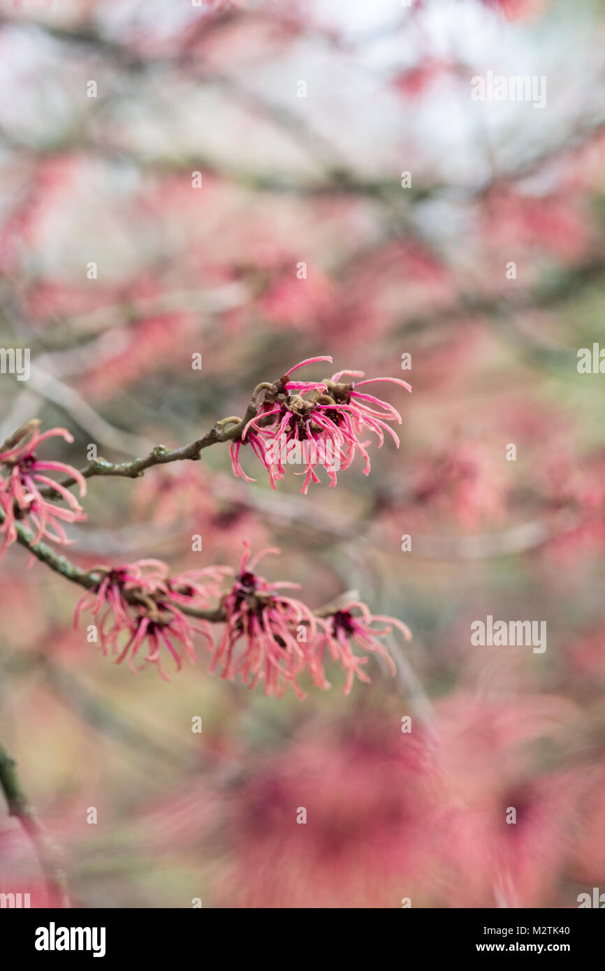 Hamamelis x Intermedia Ruby glow. Witch hazel 'Ruby glow' flowering in ...