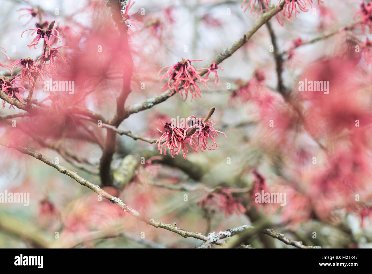 Witchhazels High Resolution Stock Photography and Images - Alamy